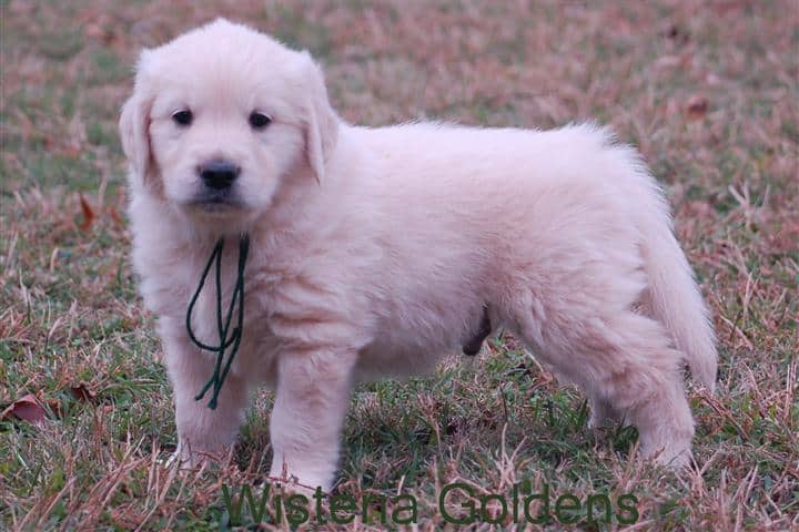 Genny_Green_Boy_6_Wks_0453__Small_ - Wisteria Goldens