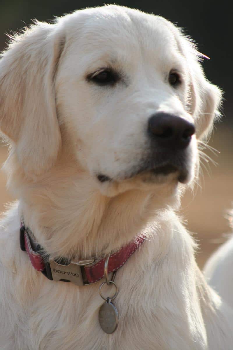 Be Generous Showing Affection to Your Dog - Wisteria Goldens