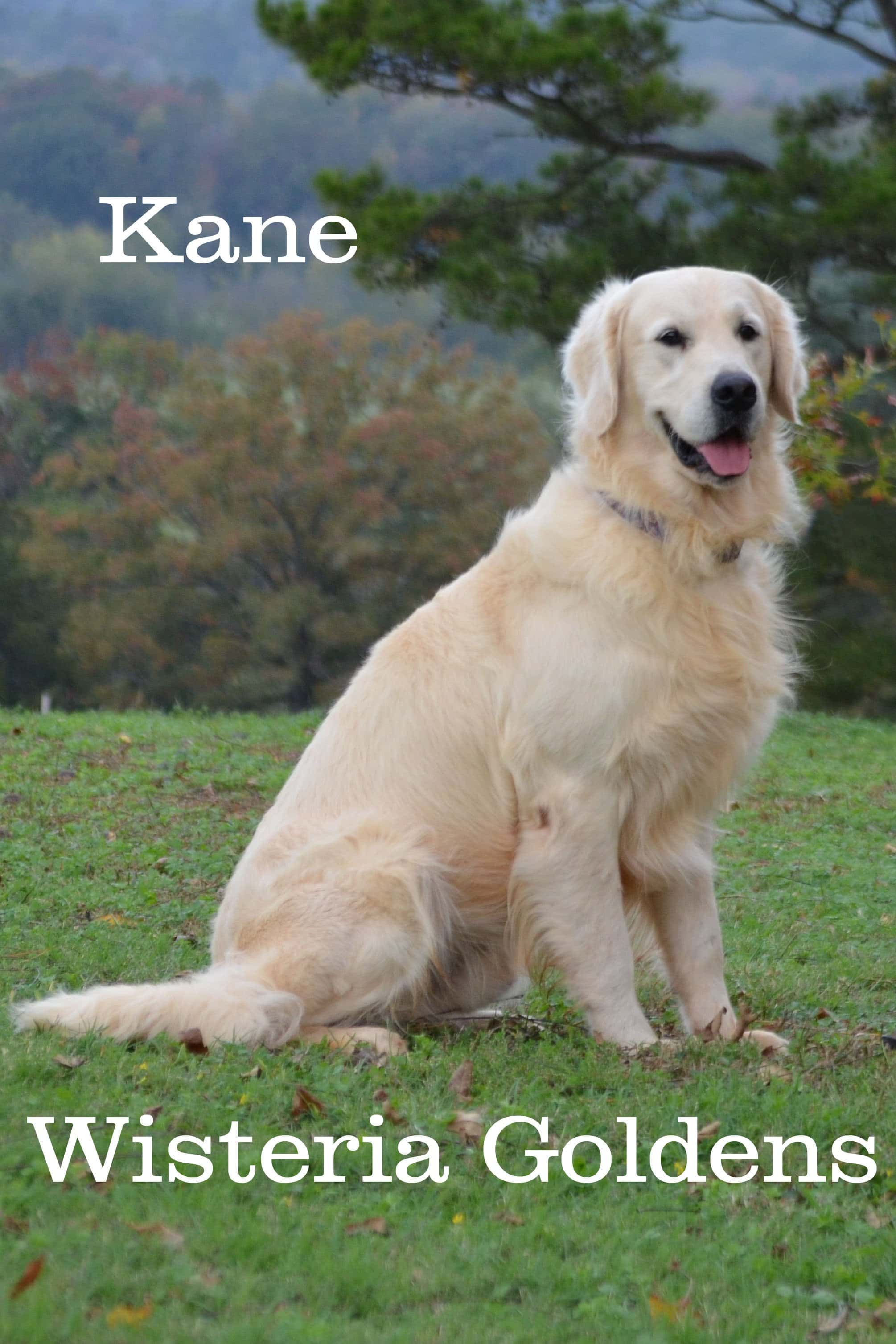 Kane - Full English Creme - Wisteria Goldens
