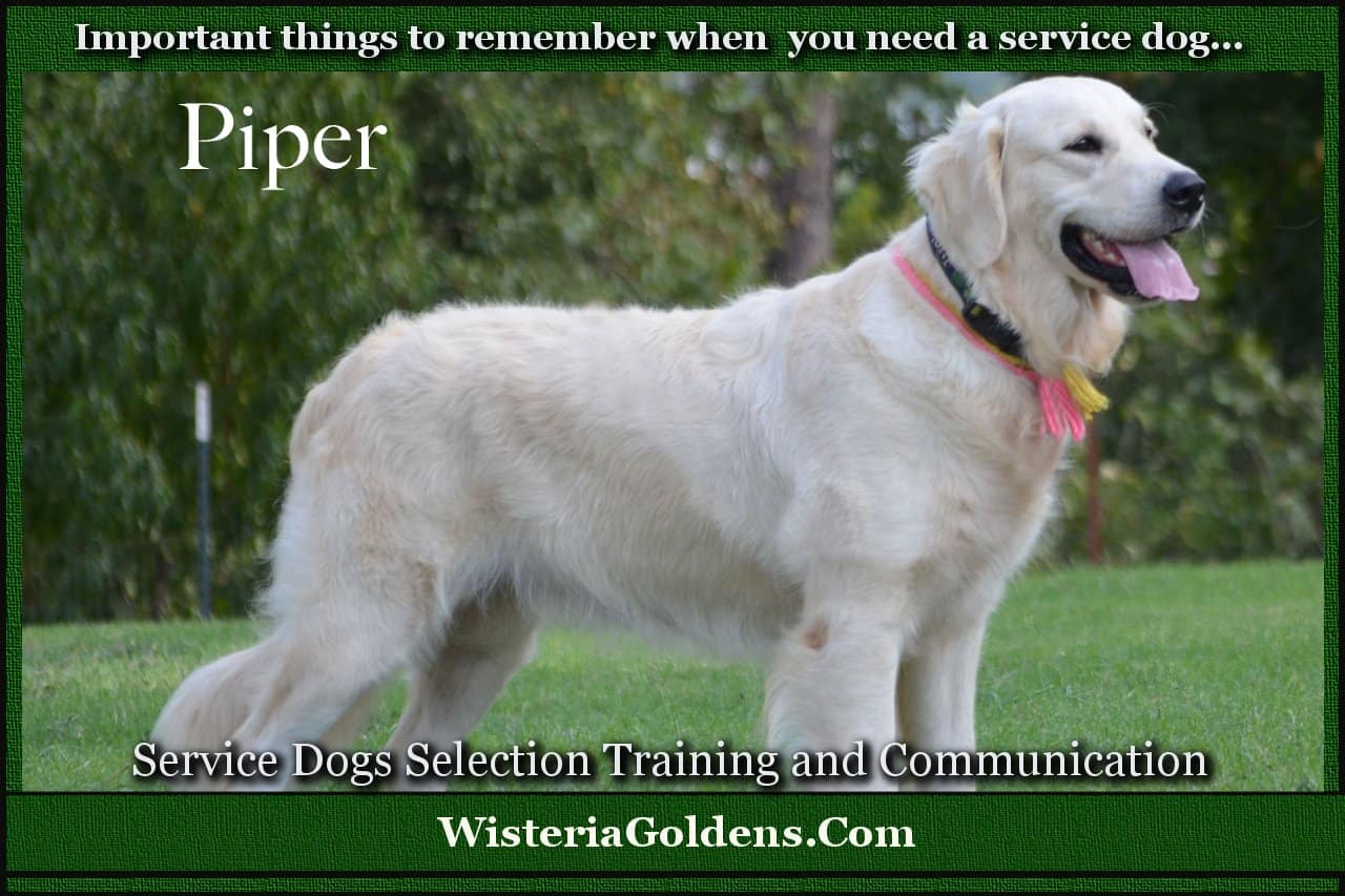 Service Dogs Selection Training and Communication