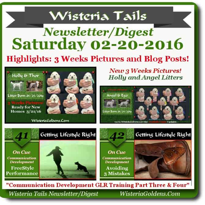 02-20-2016 newsletter - Wisteria Goldens