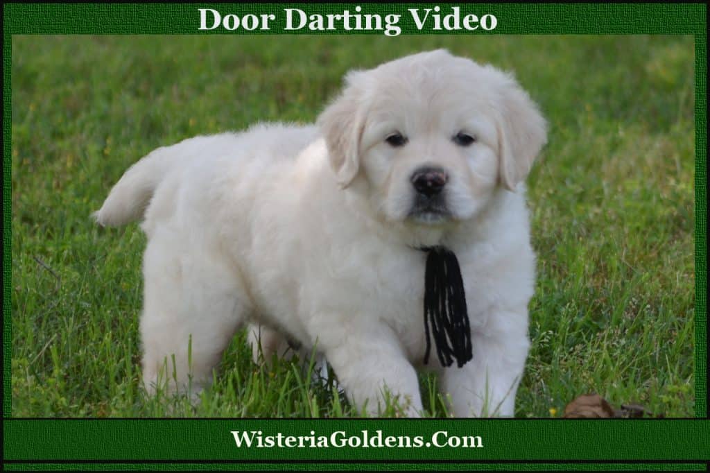 Dr Sarah’s video about Door Darting