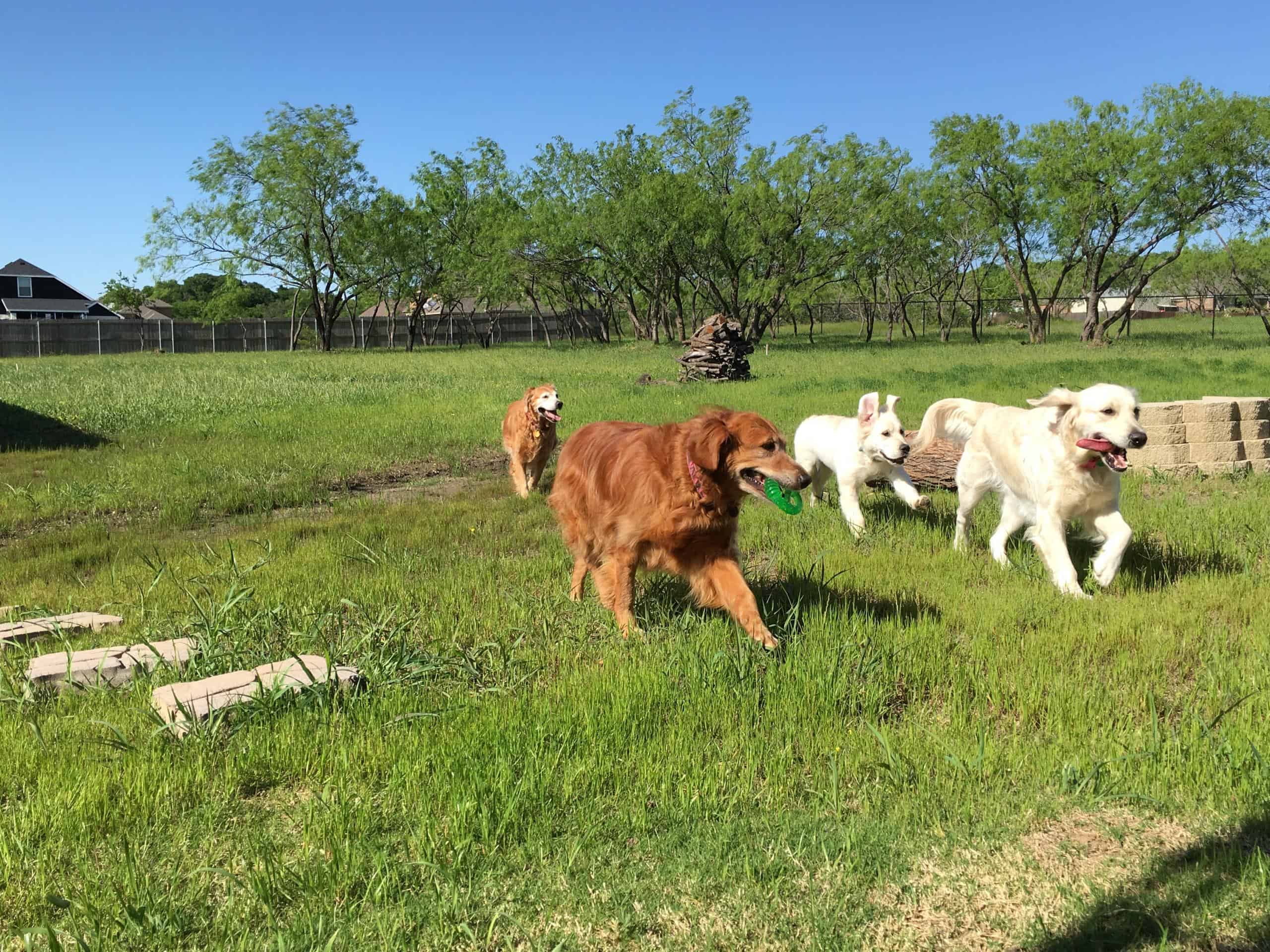 Bentley (Harmony/Thor) - Wisteria Goldens