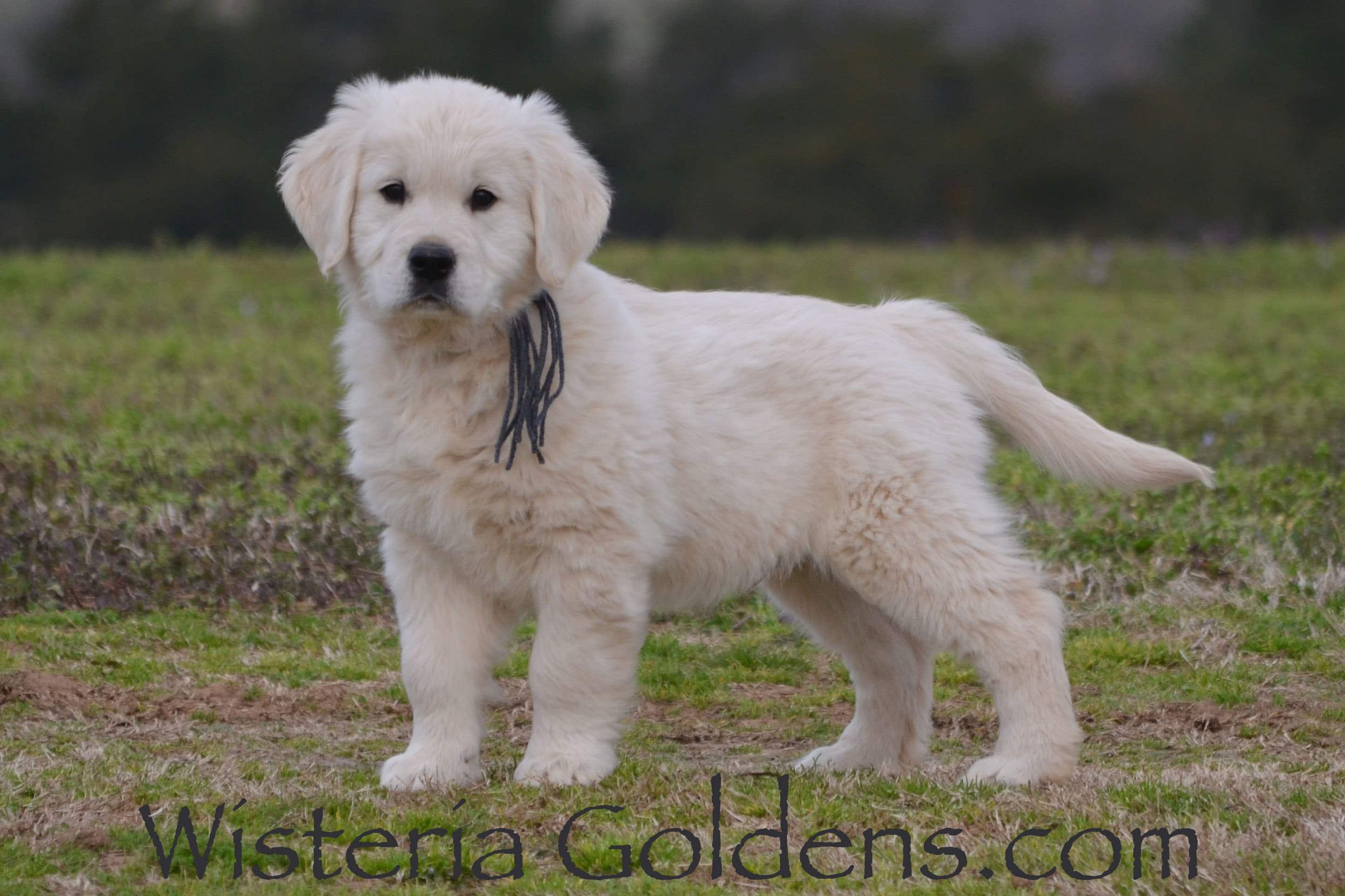 Cooper (Marley Silver Boy 10 Wks)_0584 - Wisteria Goldens