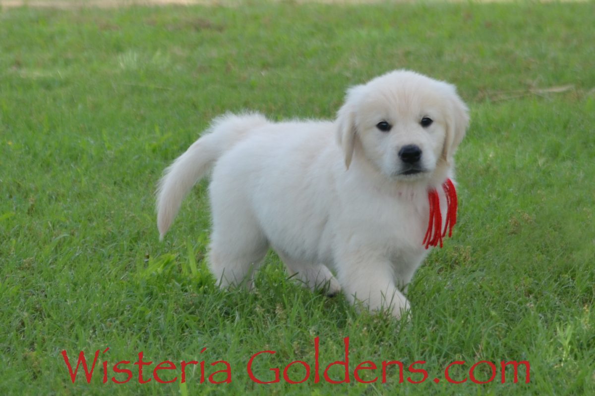 Previous Puppies Sunny Litter Born 04-09-2019 l English Golden ...