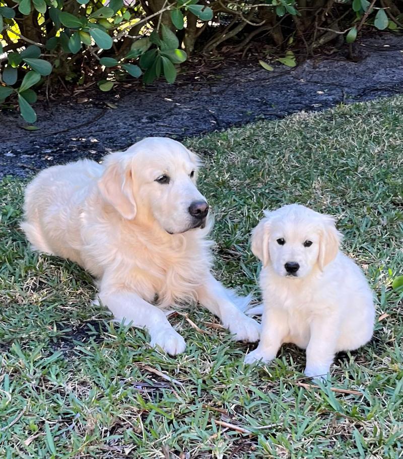 English Cream Golden Retriever Puppies Happy Families