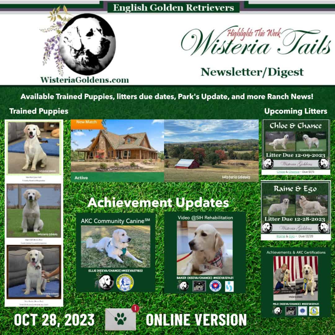 Wisteria Tails October 28 - Wisteria Goldens Online Newsletter