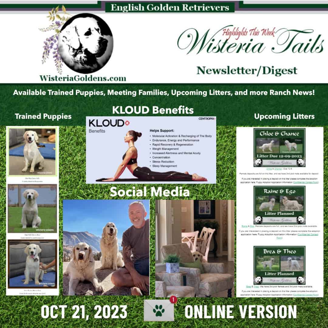 Wisteria Tails October 21 - Wisteria Goldens Online Newsletter