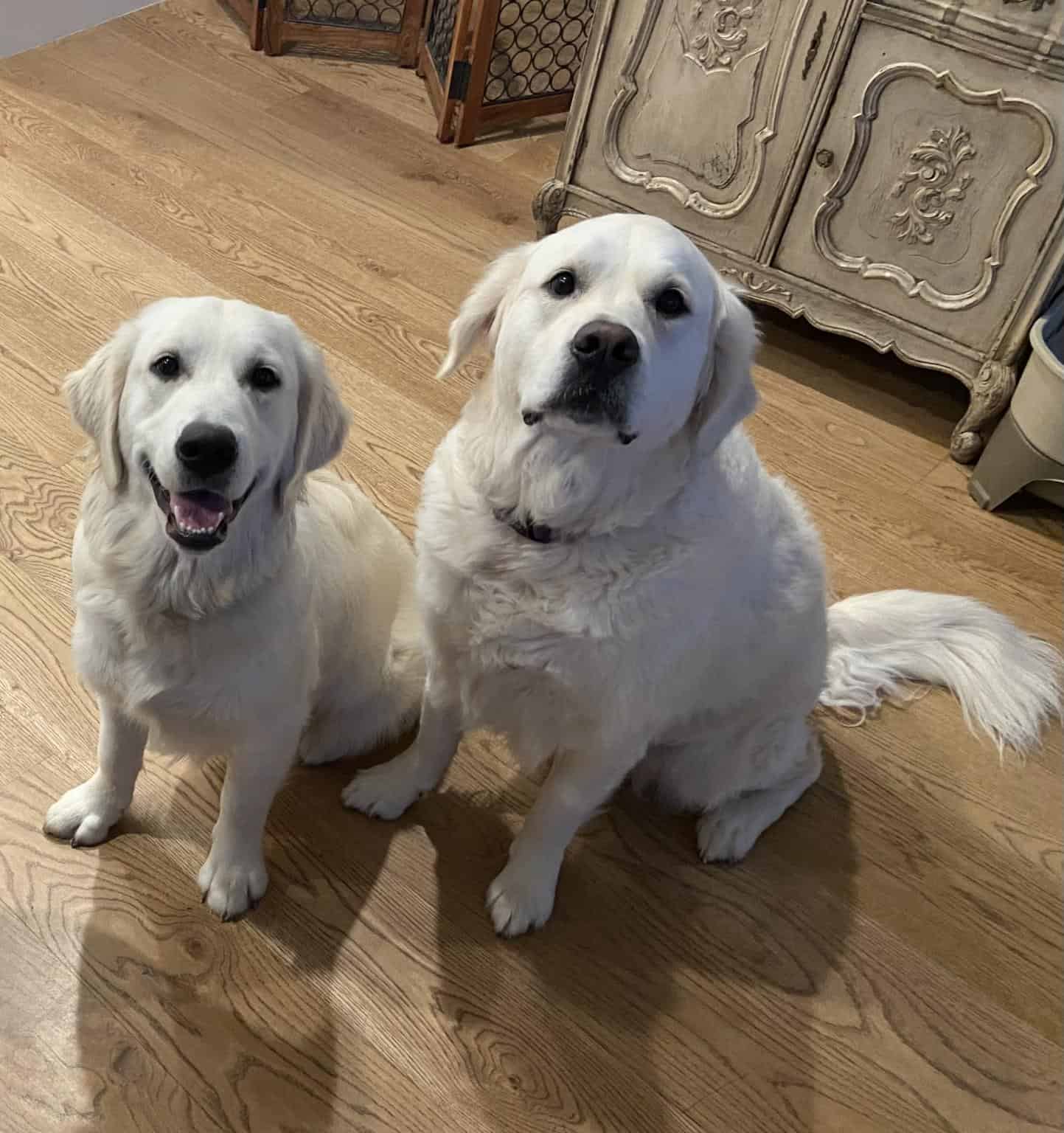 English Cream Golden Retriever Puppies Happy Families