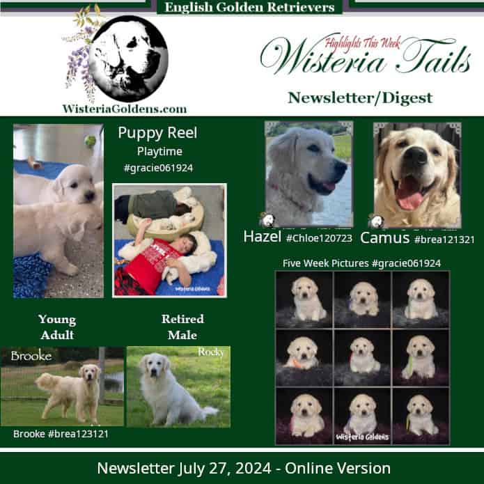 Wisteria Tails Online July 27 - Wisteria Goldens Newsletter