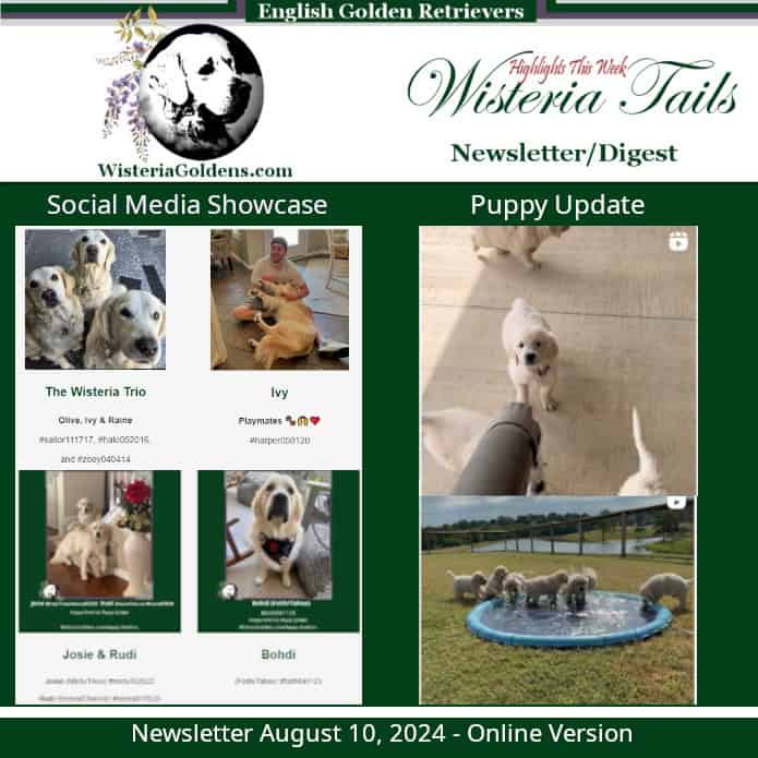 Newsletter Online - Wisteria Tails Archive - Wisteria Goldens