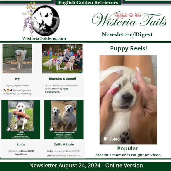 Wisteria Tails Online August 24 - Wisteria Goldens Newsletter/Digest