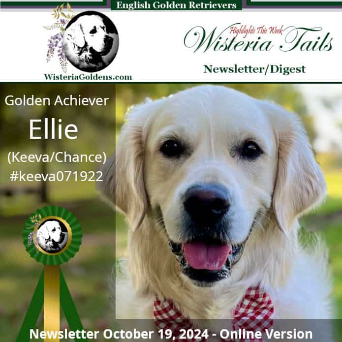 Newsletter Online - Wisteria Tails Archive - Wisteria Goldens