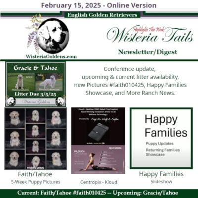 Newsletter Online - Wisteria Tails Archive - Wisteria Goldens