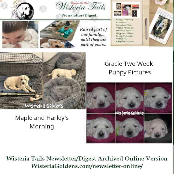 Newsletter Online - Wisteria Tails Archive - Wisteria Goldens