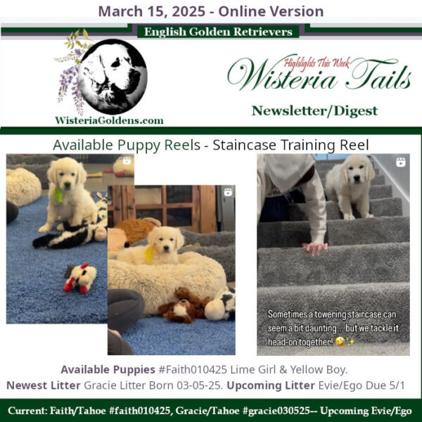 Newsletter Online - Wisteria Tails Archive - Wisteria Goldens