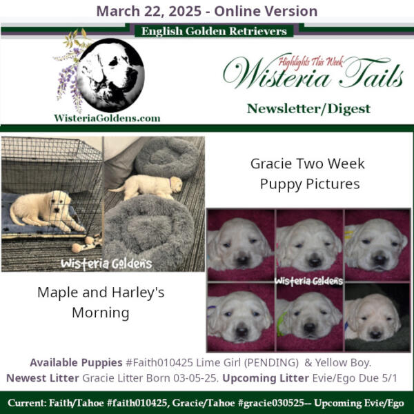 Newsletter Online - Wisteria Tails Archive - Wisteria Goldens