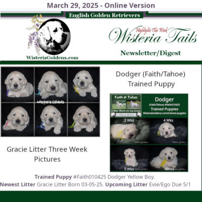 Newsletter Online - Wisteria Tails Archive - Wisteria Goldens