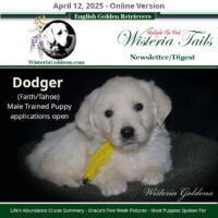 Newsletter Online - Wisteria Tails Archive - Wisteria Goldens