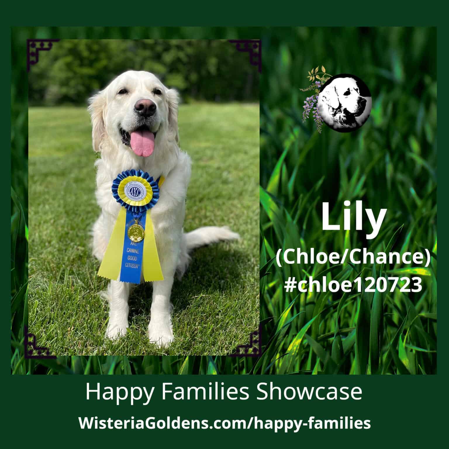 Lily (Chloe/Chance) - Wisteria Goldens