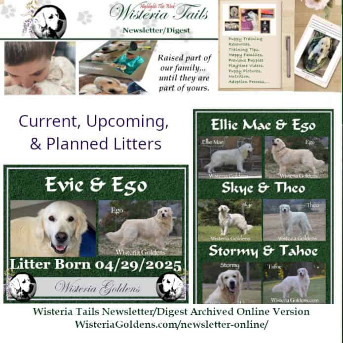 Newsletter Online - Wisteria Tails Archive - Wisteria Goldens